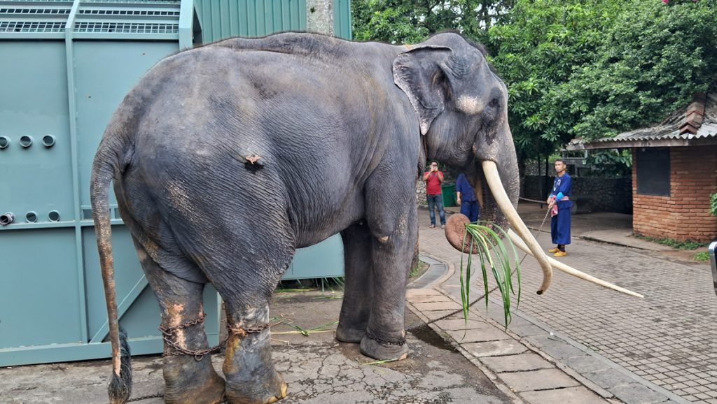 Rescued Thai Tusker Returns To Sri Lanka – Daily Express